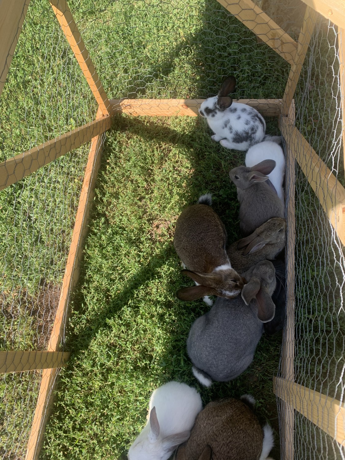 New Zealand rabbit Rabbits For Sale | Littleton, CO #528927