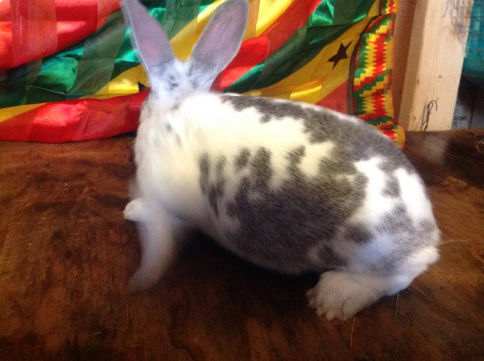 New Zealand rabbit Rabbits For Sale | Bridgeport, CT #71582