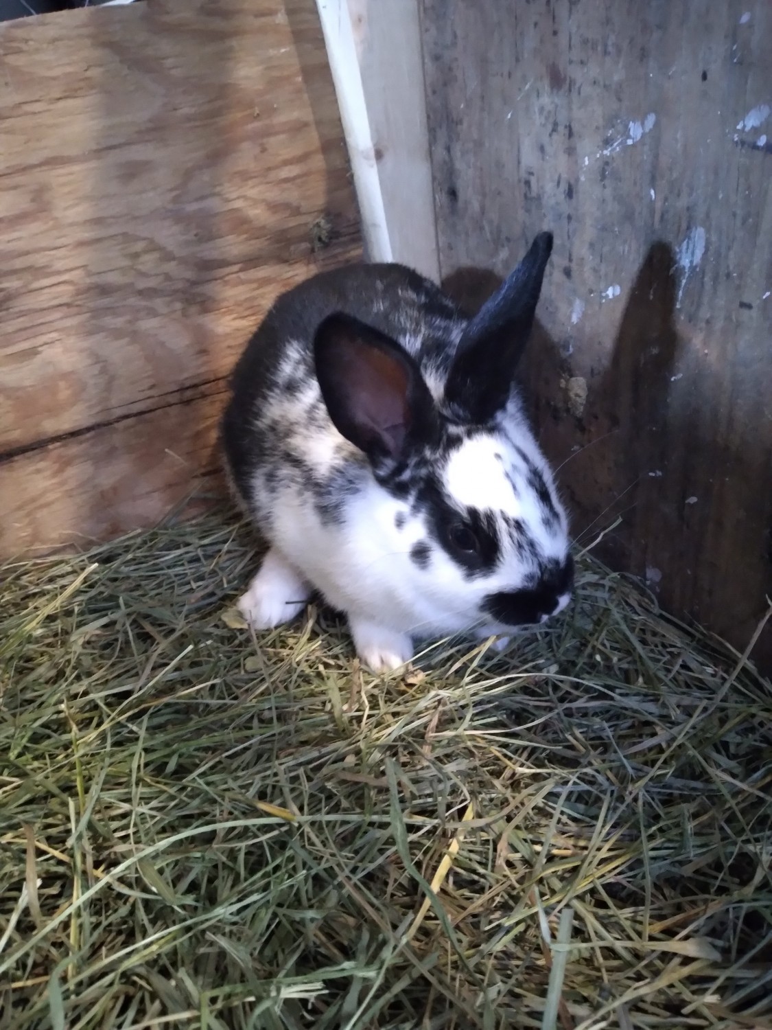 New Zealand rabbit Rabbits For Sale | Warsaw, IN #350118
