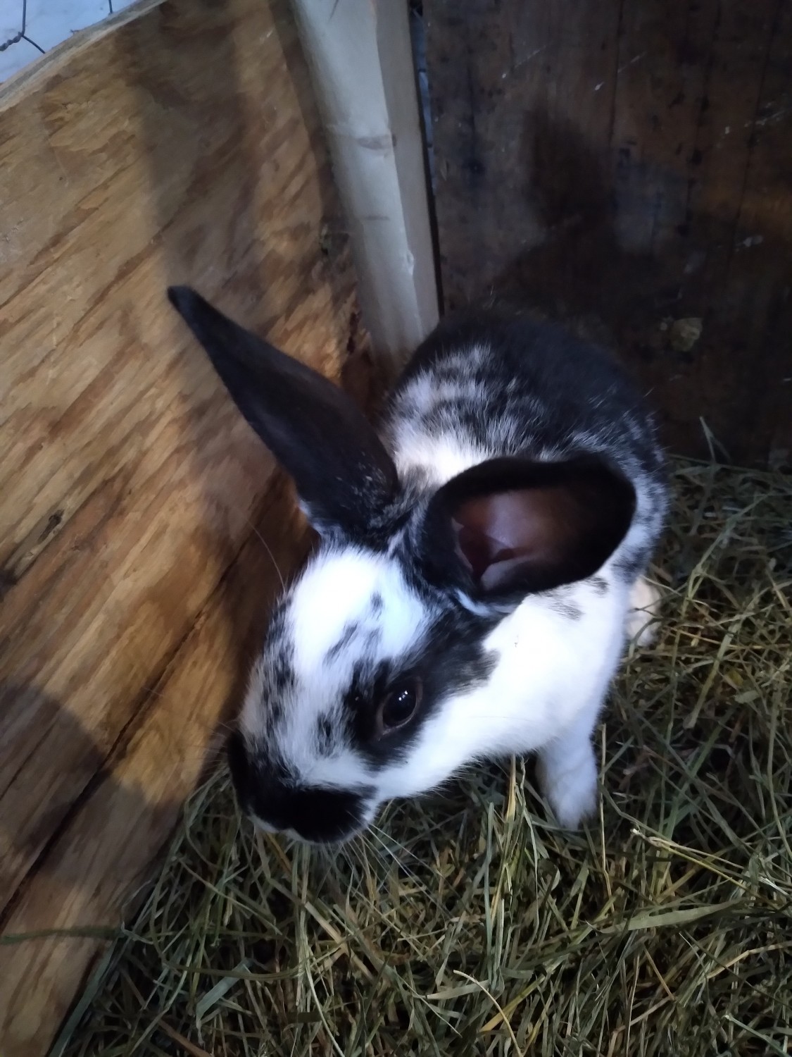 New Zealand rabbit Rabbits For Sale | Warsaw, IN #350118