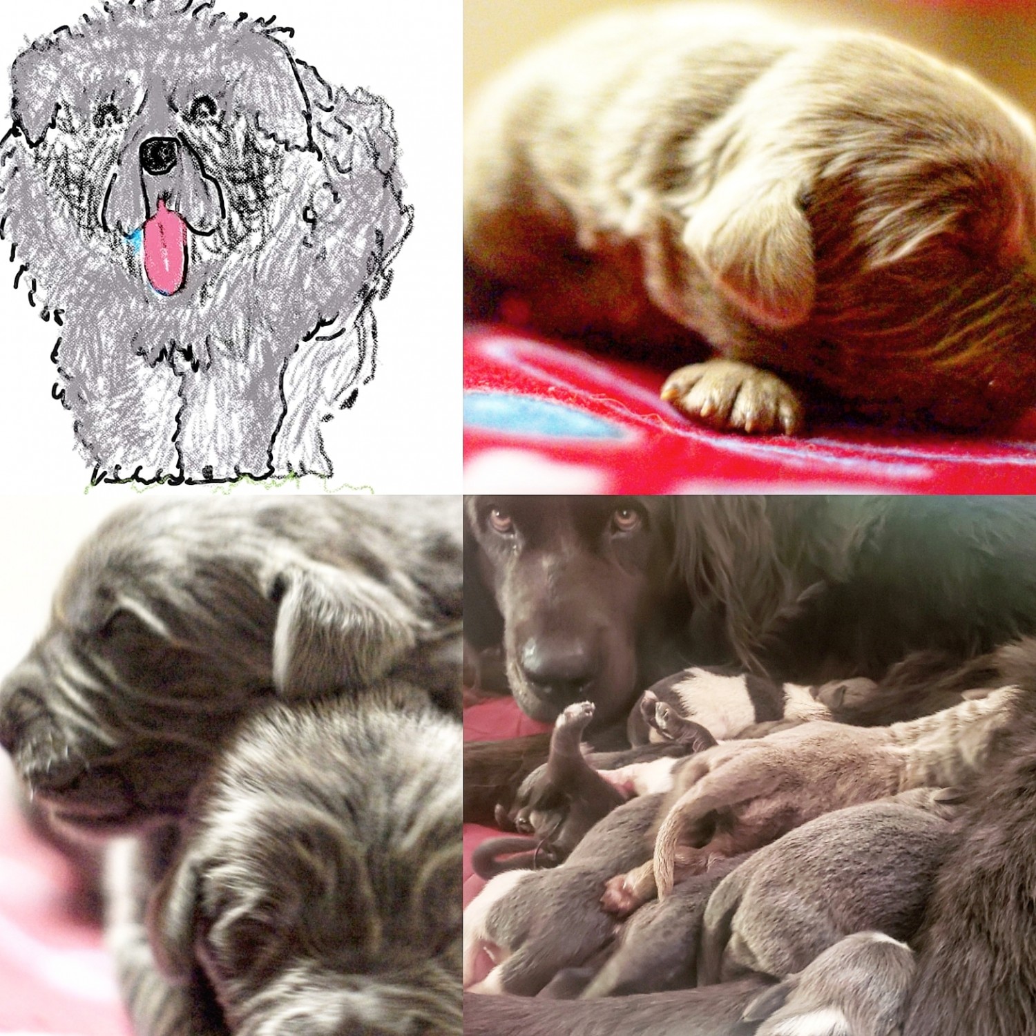 Newfoundland Dog Puppies For Sale | Colchester, VT #324207