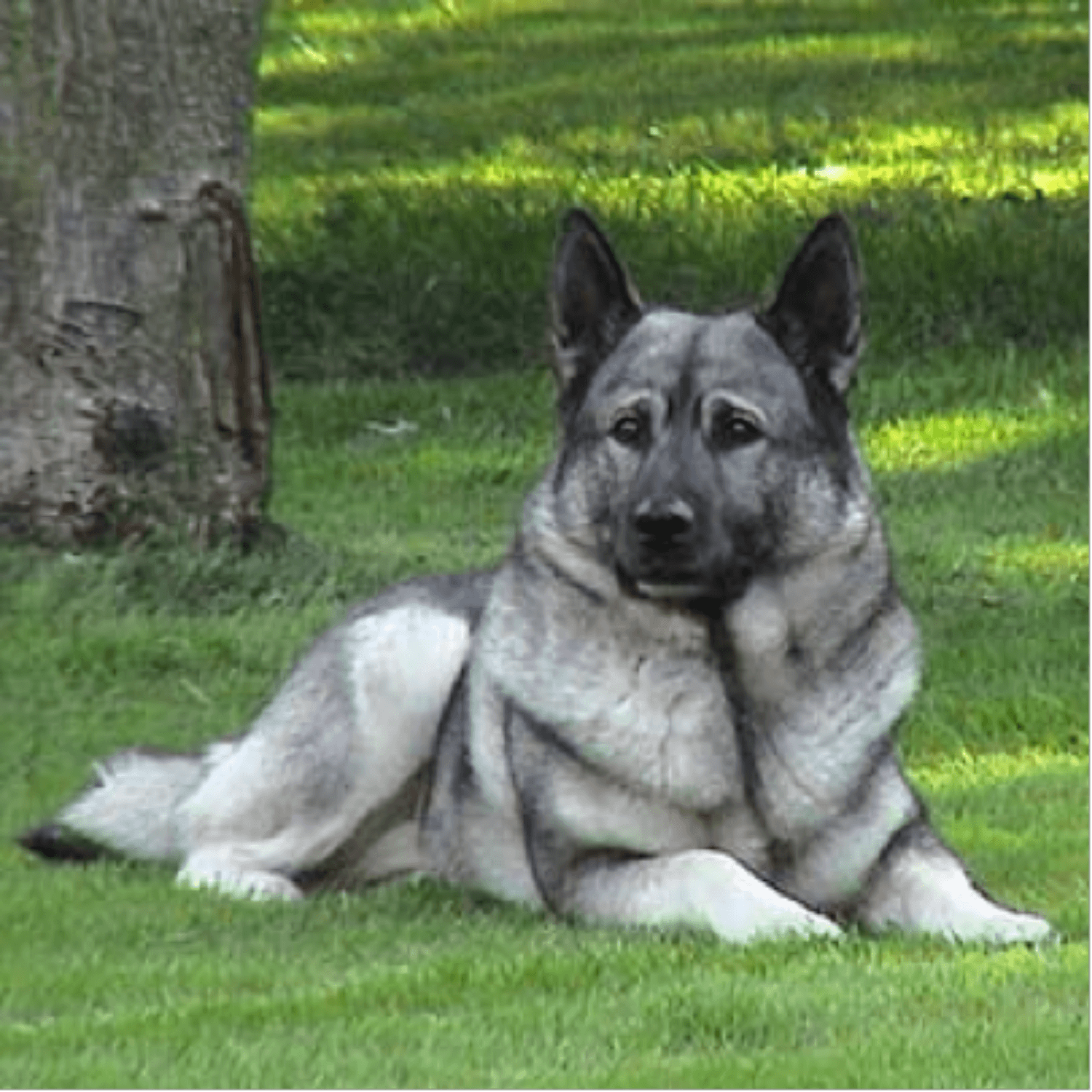 Norwegian Elkhound vs Labrador Husky - Breed Comparison