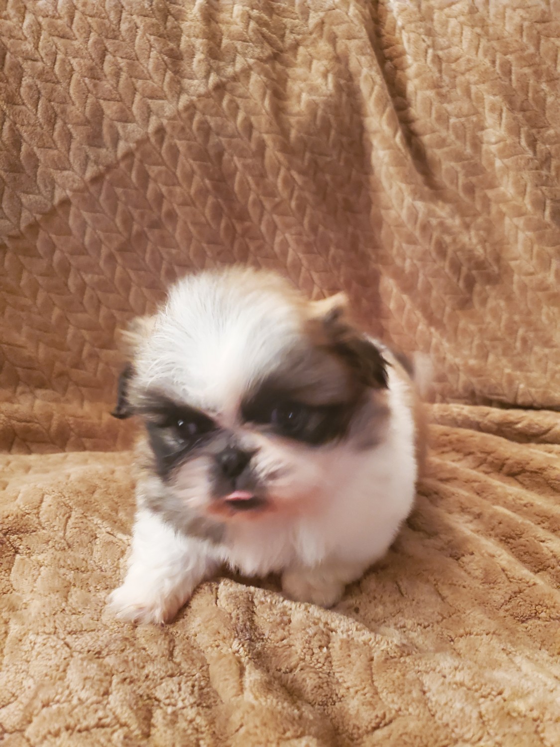 Pekingese Puppies For Sale | Kingman, AZ #510131 | Petzlover