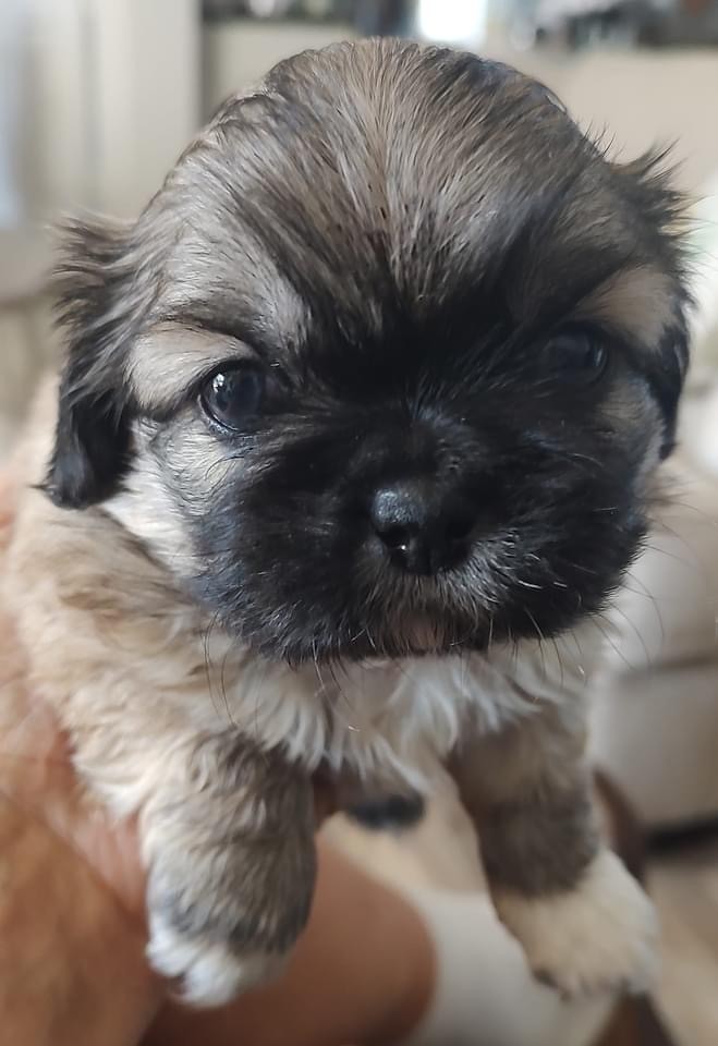 Pekingese Puppies For Sale | Raleigh, NC #534987 | Petzlover