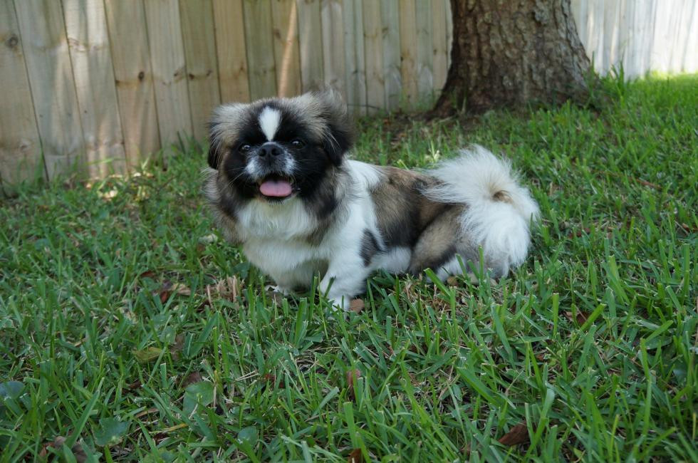 Pekingese Puppies For Sale | Miramar, FL #81333 | Petzlover
