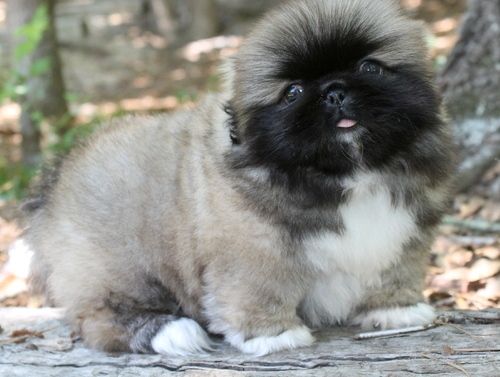 Pekingese Puppies For Sale | Torrance, CA #244964
