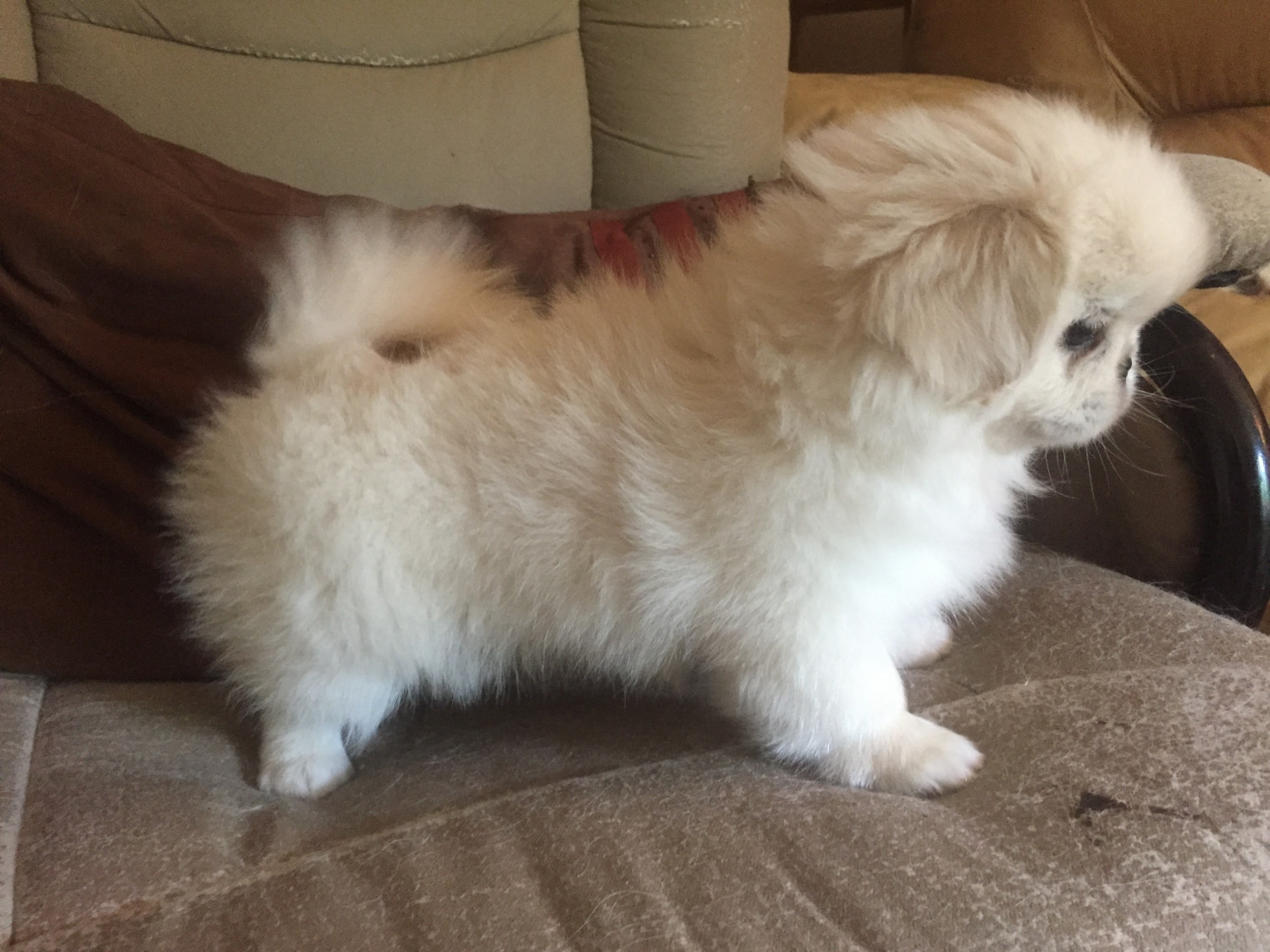 Pekingese Puppies For Sale | Dallas, TX #299941 | Petzlover