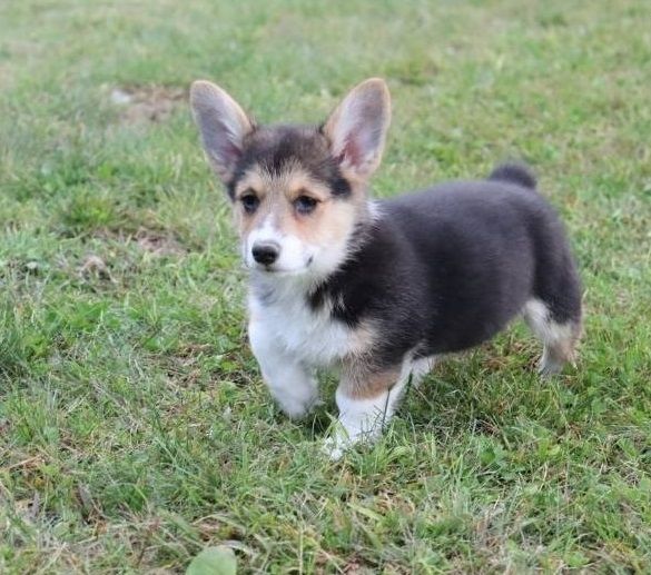 Pembroke Welsh Corgi Puppies For Sale | Kent, WA #476463