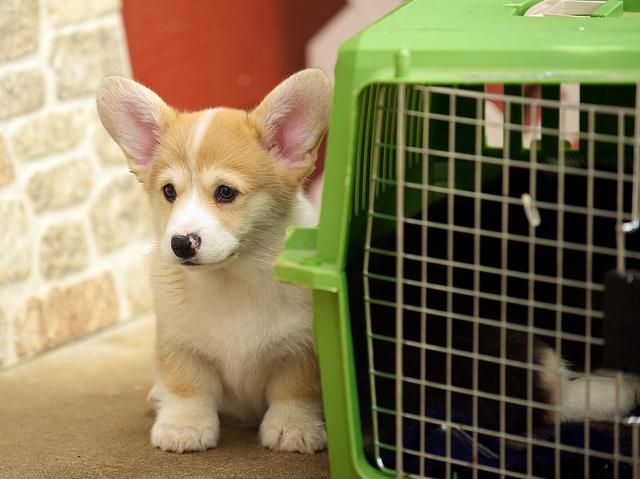 Pembroke Welsh Corgi Puppies For Sale | Issaquah, WA #141703