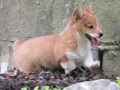 Pembroke Welsh Corgi Puppies For Sale | Denver, CO #241449