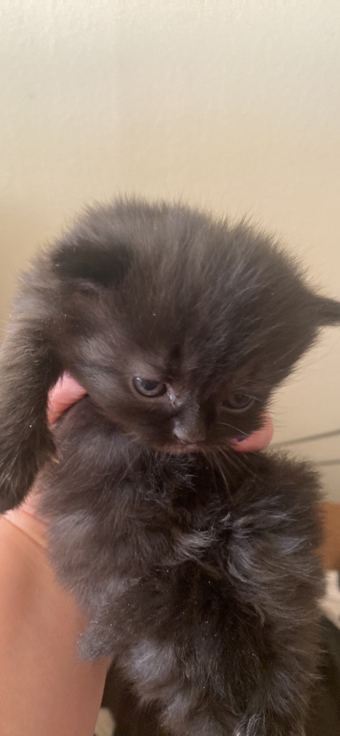 Persian Cats For Sale | Michigan 153, MI #478742 | Petzlover