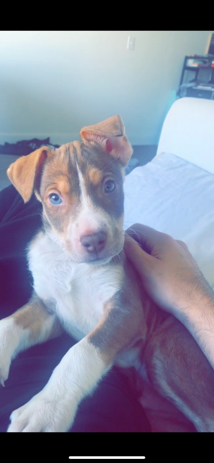 Pitsky Puppies For Sale | Charlotte, NC #382698 | Petzlover