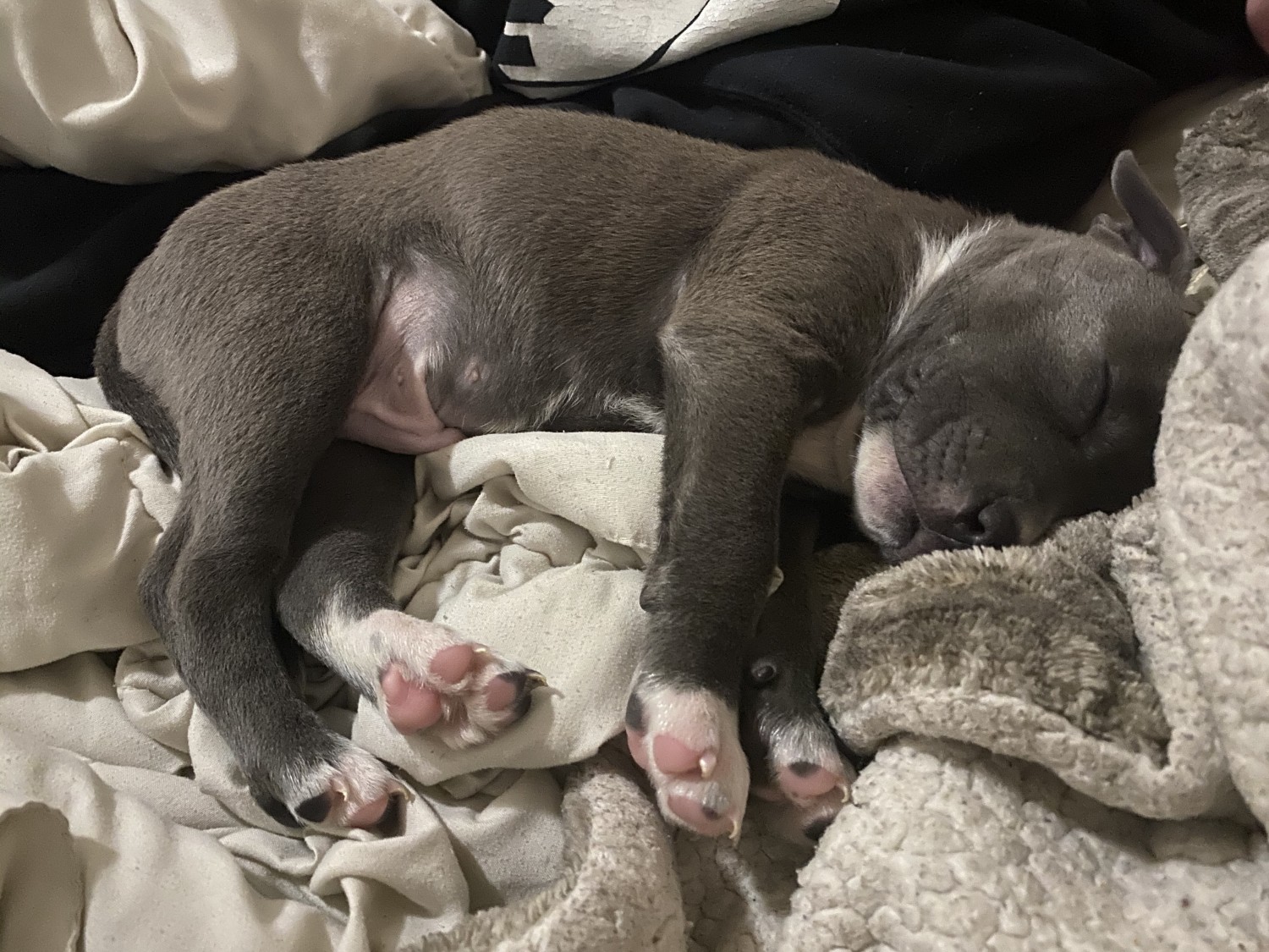 Pitsky Puppies For Sale | Port Angeles, WA #426764