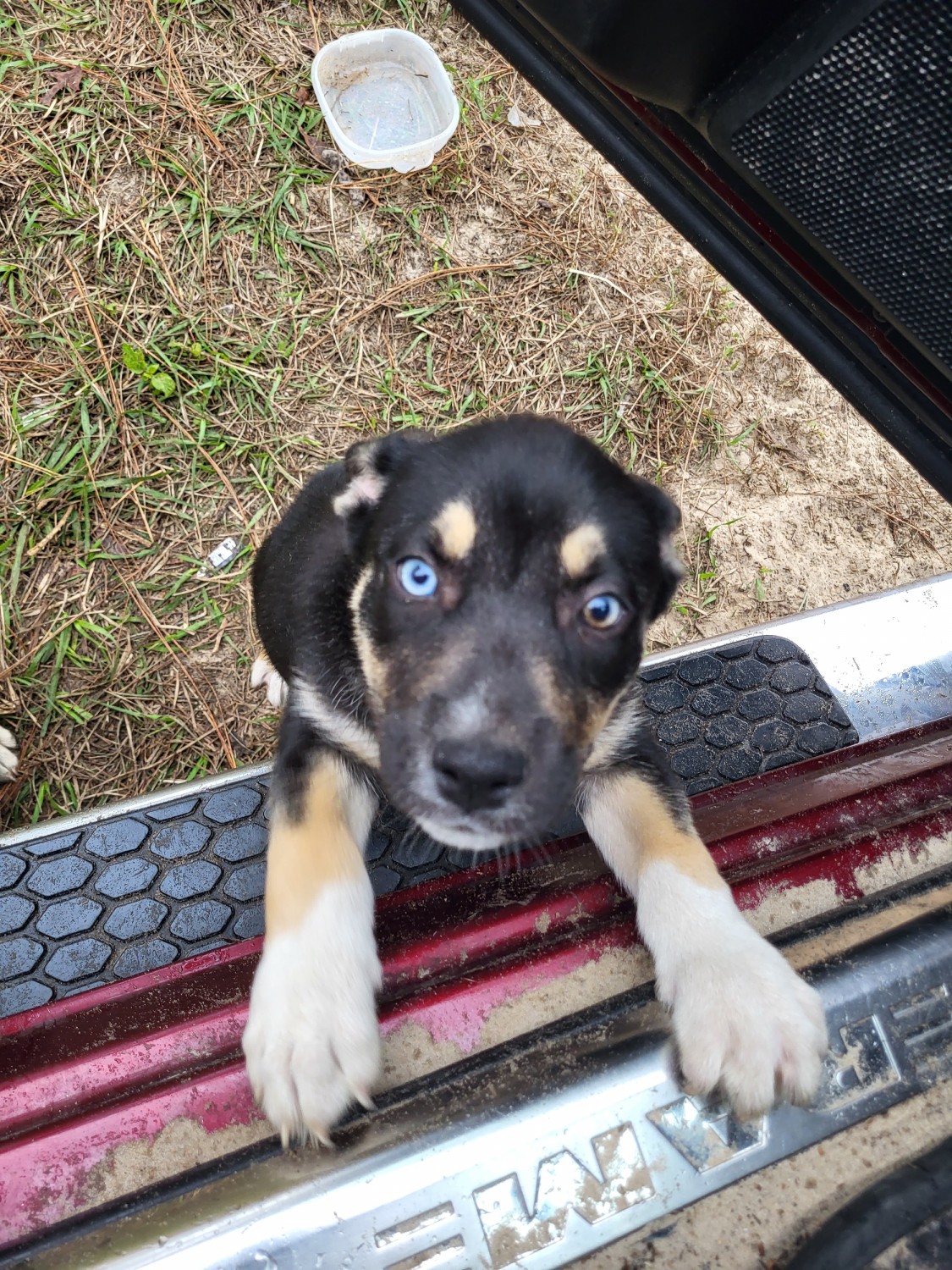 Pitsky Puppies For Sale | Inverness, FL #488313 | Petzlover