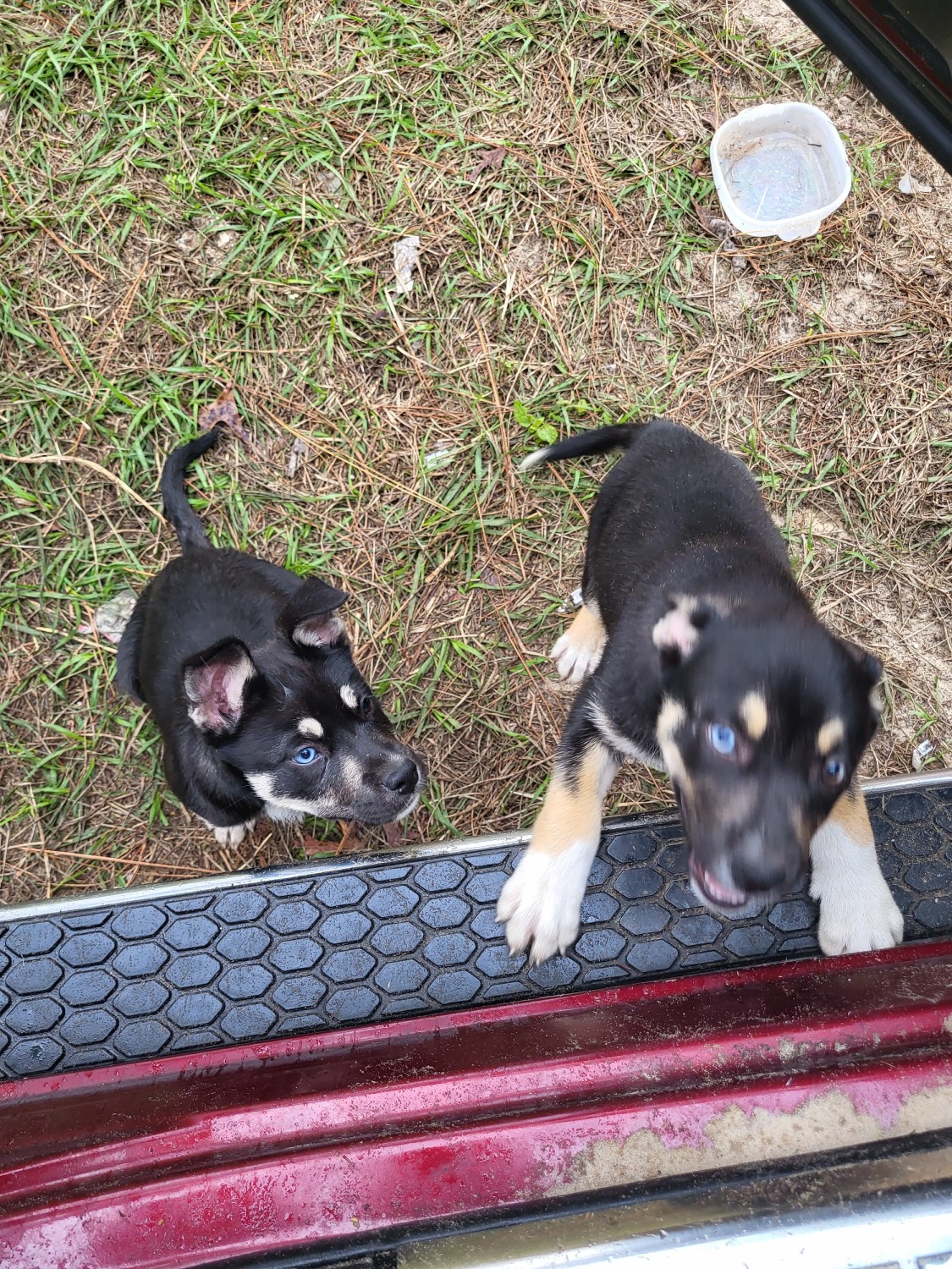 Pitsky Puppies For Sale | Inverness, FL #488313 | Petzlover