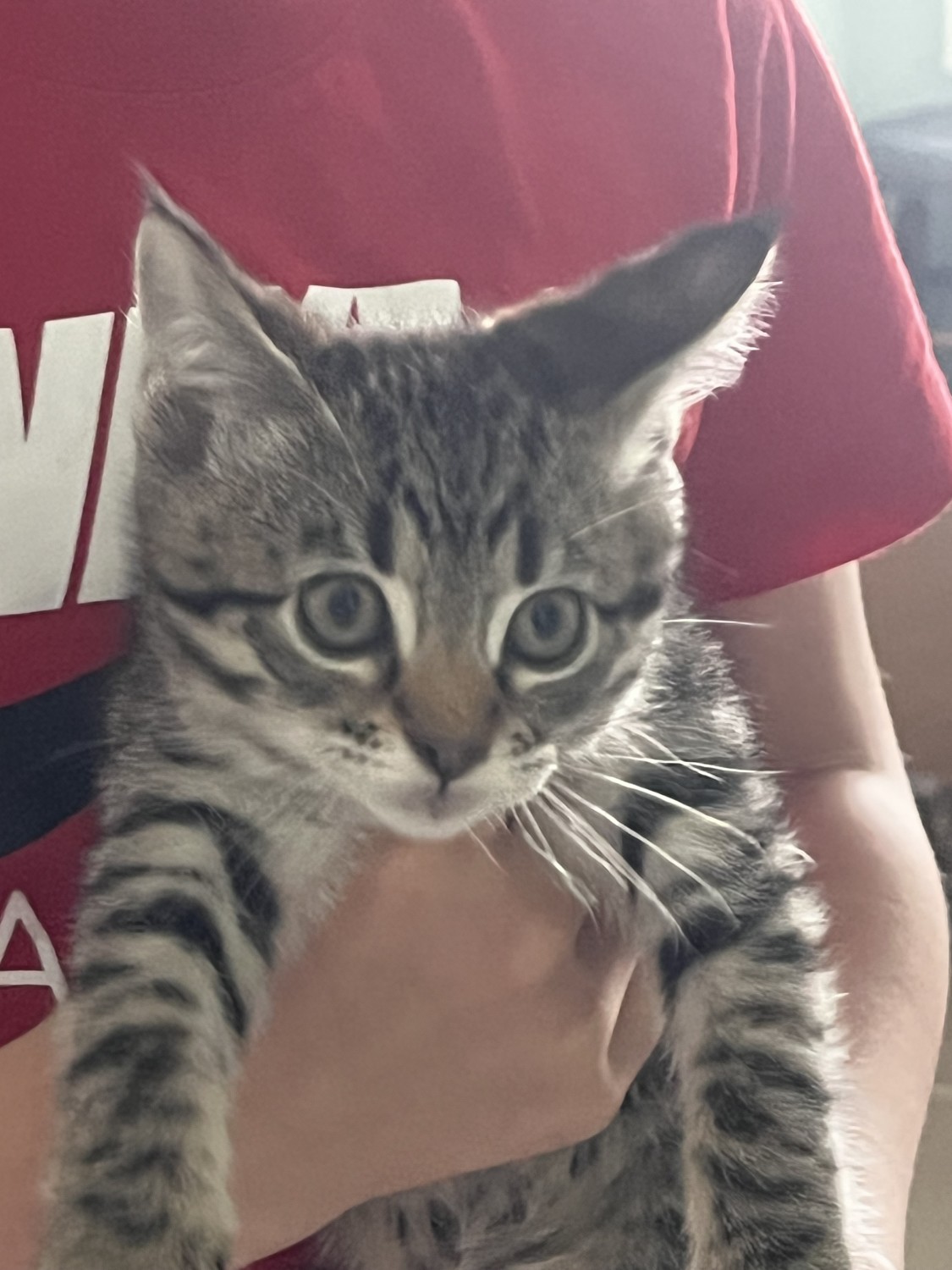 Pixie-bob Cats For Sale | The Dalles, OR #423551 | Petzlover