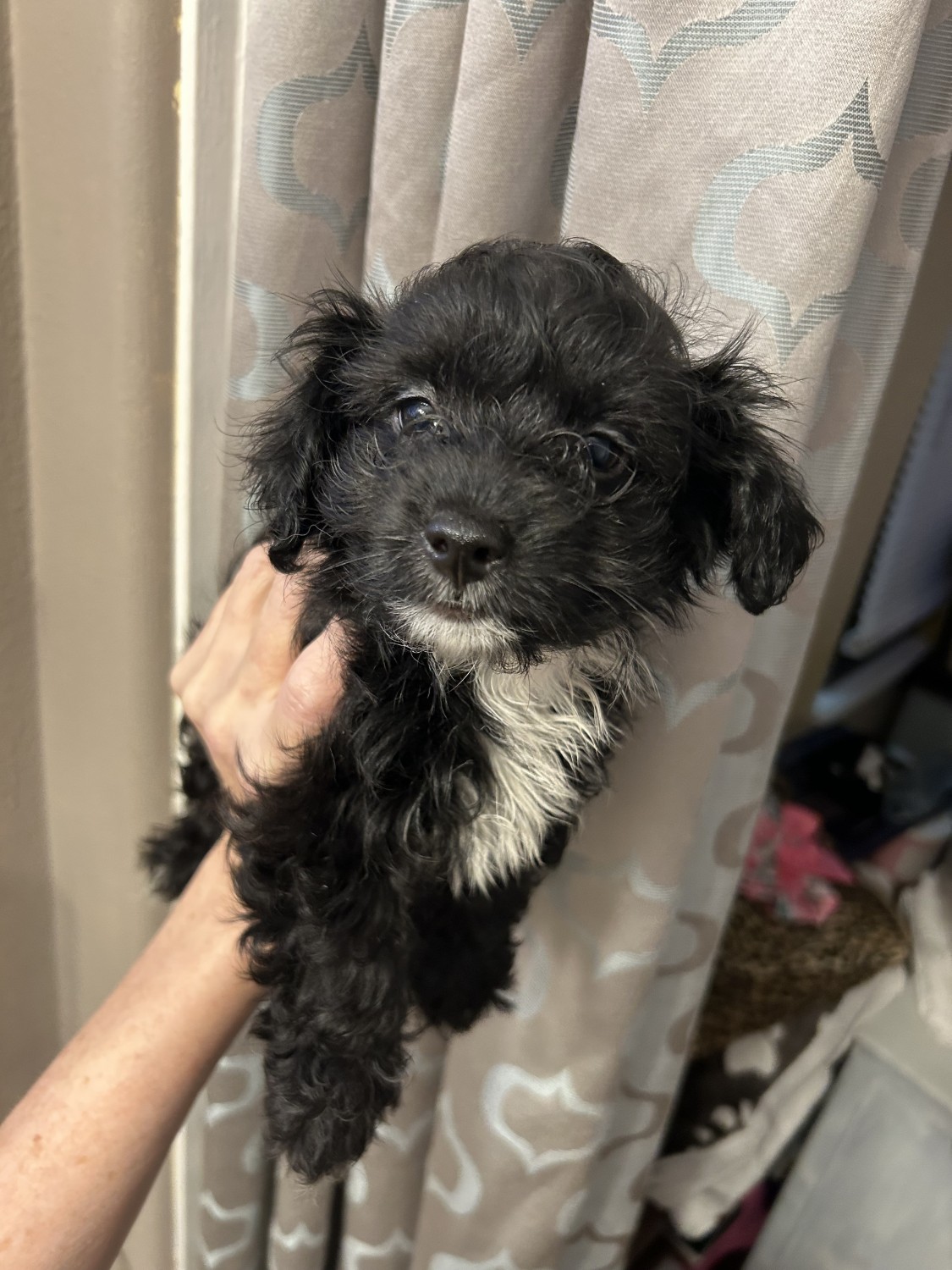 Pomapoo For Sale in United States (6) | Petzlover