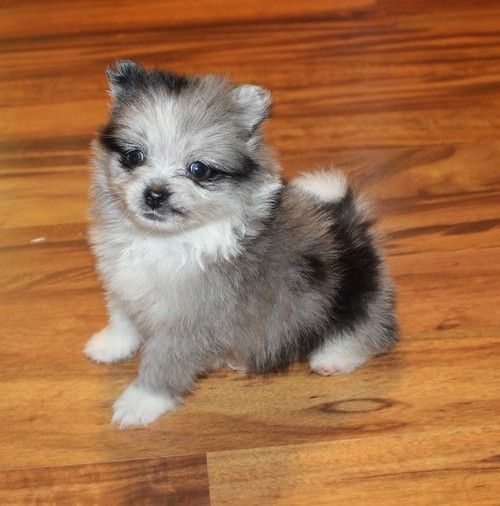 Pomeranian Puppies For Sale | New York, NY #439491