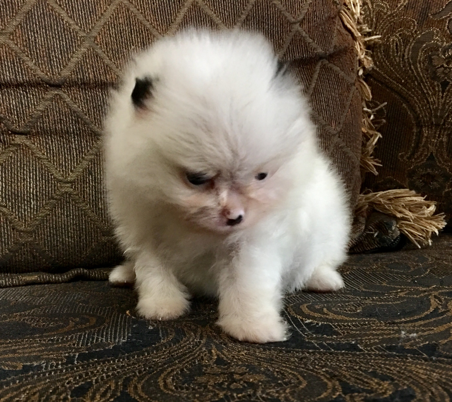 Pomeranian Puppies For Sale | Phoenix, AZ #292086