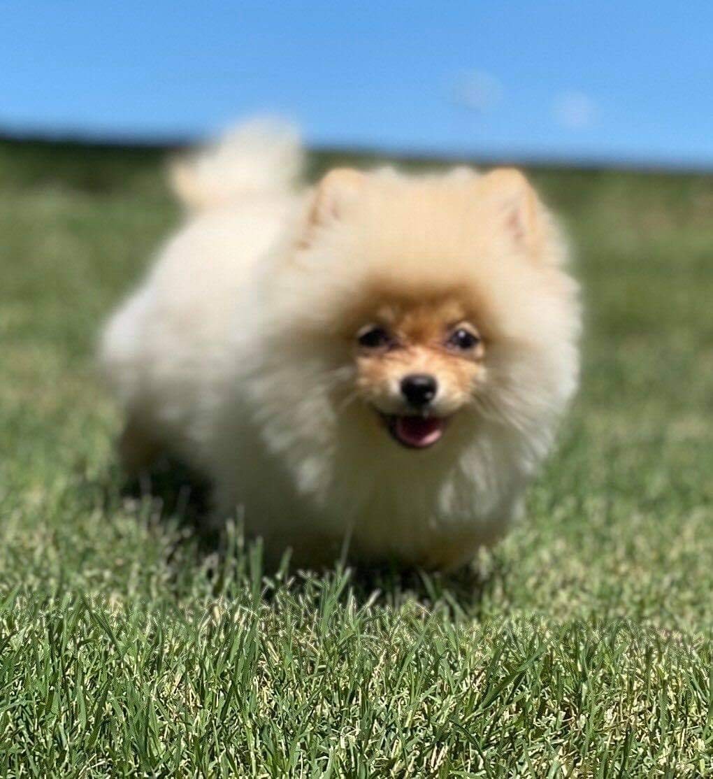 Pomeranian Puppies For Sale | Phoenix, AZ #333568
