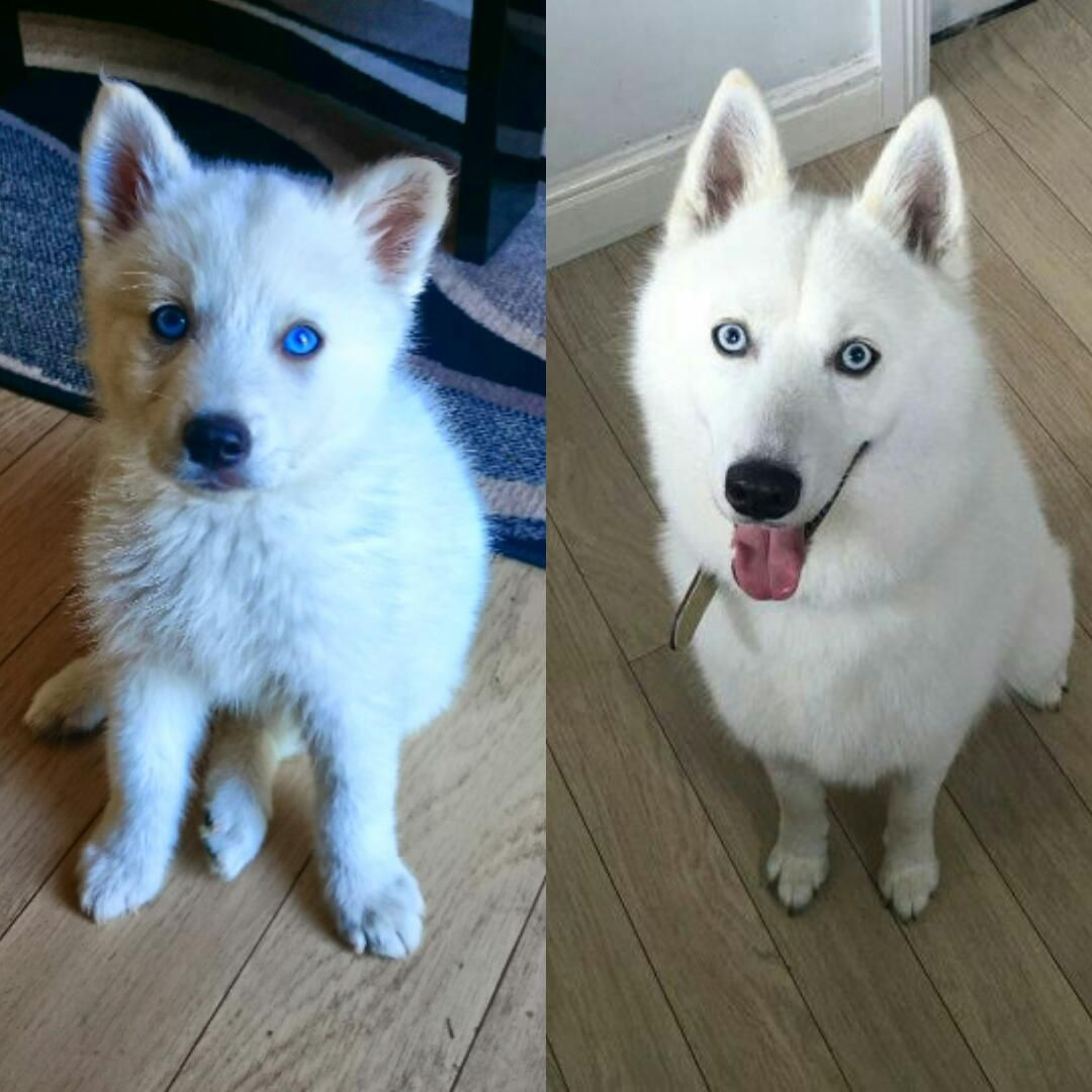 Pomsky Puppies For Sale | Fernandina Beach, FL #233420