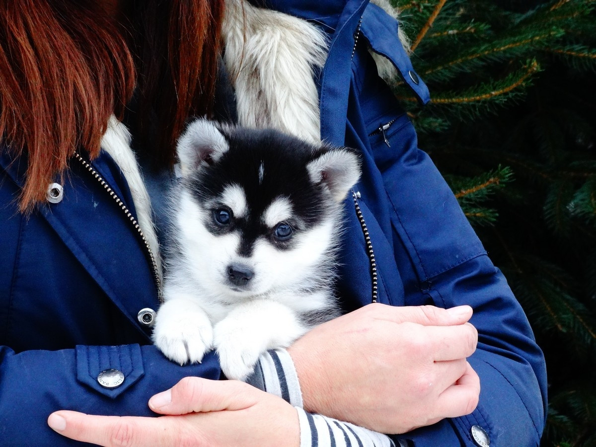 Pomsky Puppies For Sale | Honolulu, HI #278093 | Petzlover