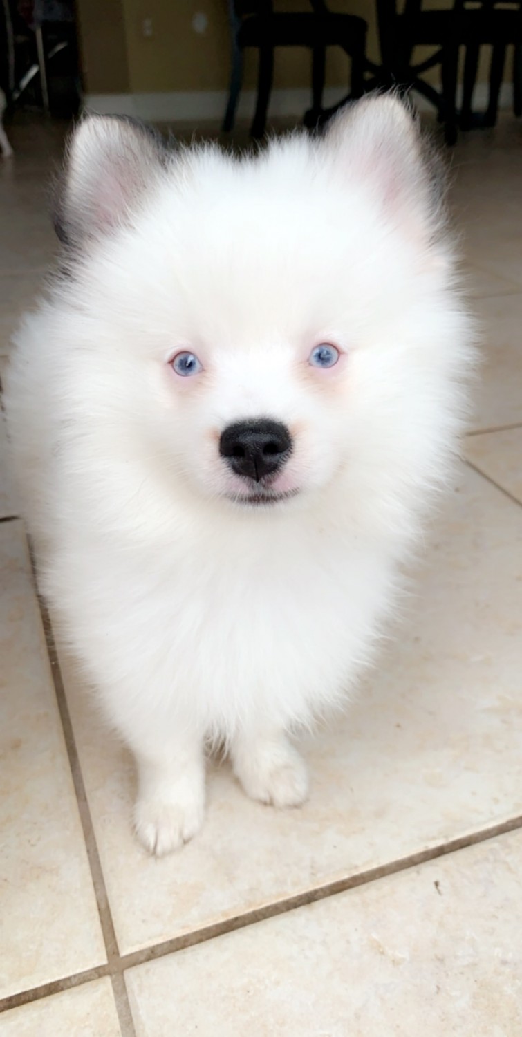 Pomsky Puppies For Sale | Miramar, FL #312506 | Petzlover