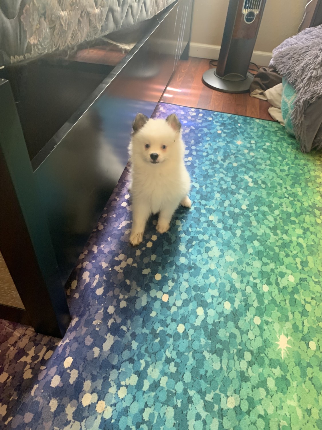 Pomsky Puppies For Sale | Miramar, FL #312506 | Petzlover