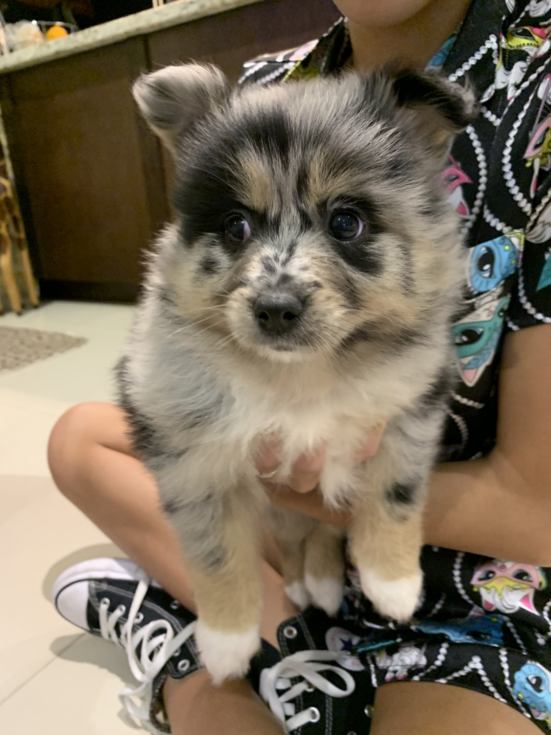 Pomsky Puppies For Sale | Miami Gardens, FL #314166