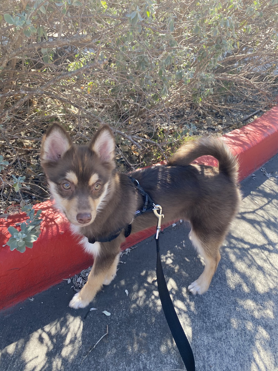 Pomsky Puppies For Sale | San Antonio, TX #318768