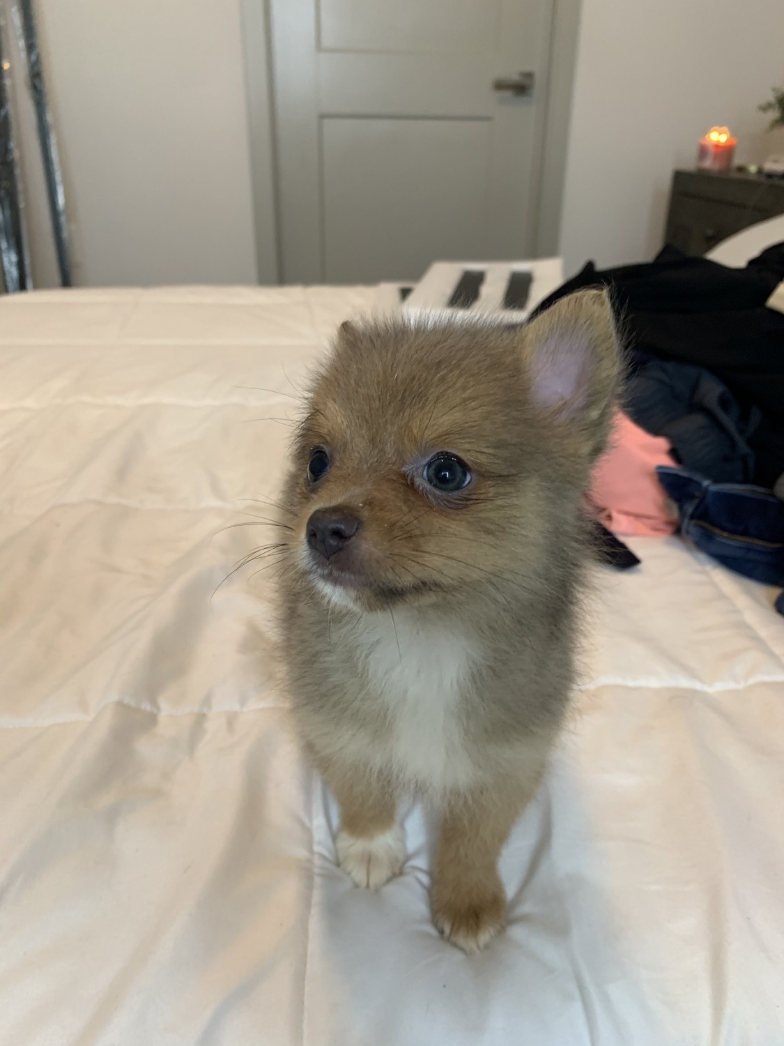 Pomsky Puppies For Sale | Jacksonville, FL #321539