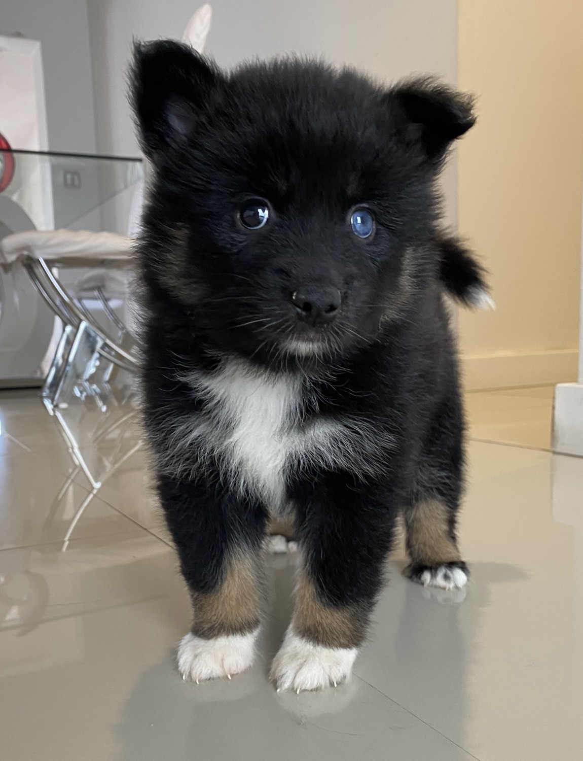Pomsky Puppies For Sale | Tampa, FL #327784 | Petzlover