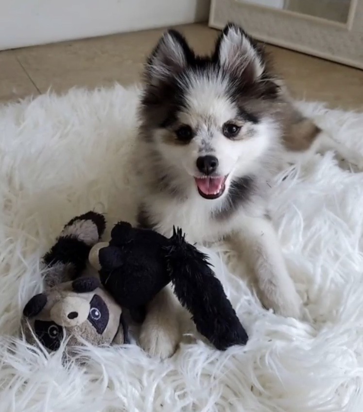 Pomsky Puppies For Sale | Miami, FL #331306 | Petzlover