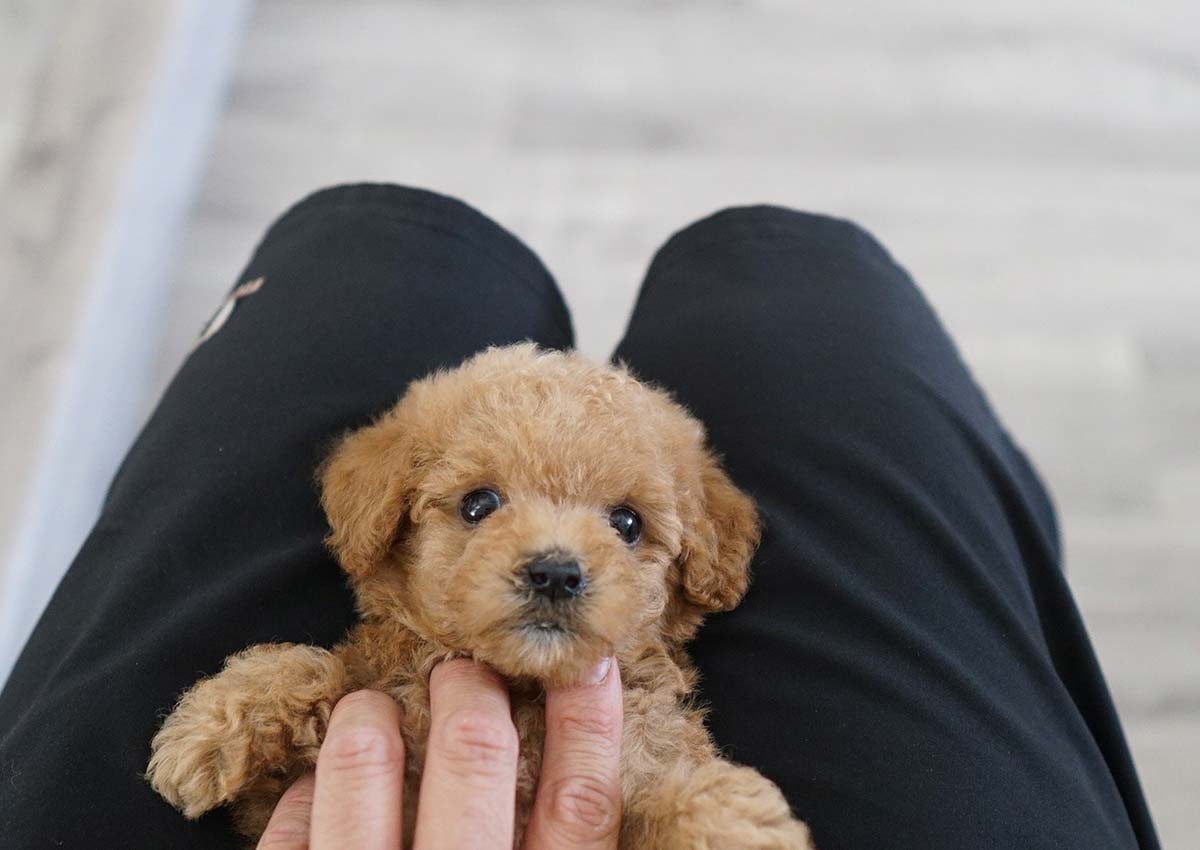 Poodle Puppies For Sale | Orange County, CA #313025