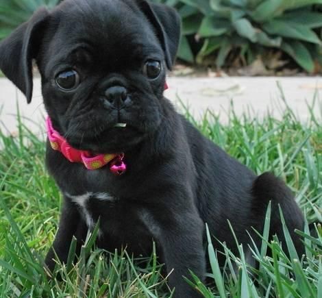 Pug Puppies For Sale | Dayton, OH #133333 | Petzlover