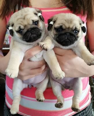 Pug Puppies For Sale | Honolulu, HI #226974 | Petzlover