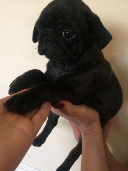 Pug Puppies For Sale | Honolulu, HI #226974 | Petzlover