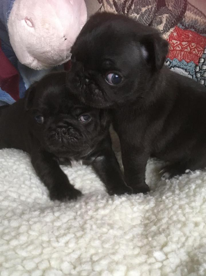 Pug Puppies For Sale | Honolulu, HI #226974 | Petzlover