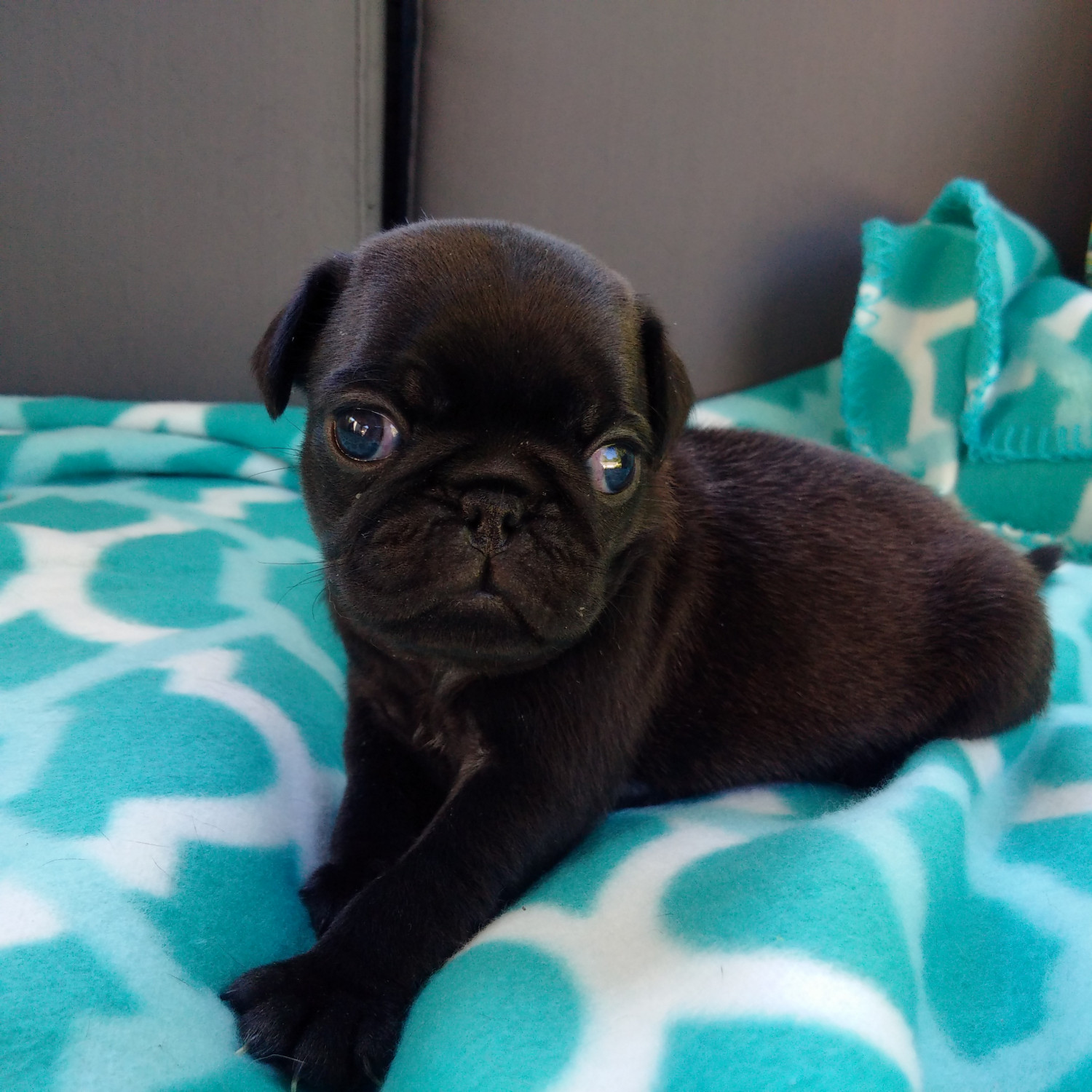 Pug Puppies For Sale | Greenfield, MA #230433 | Petzlover