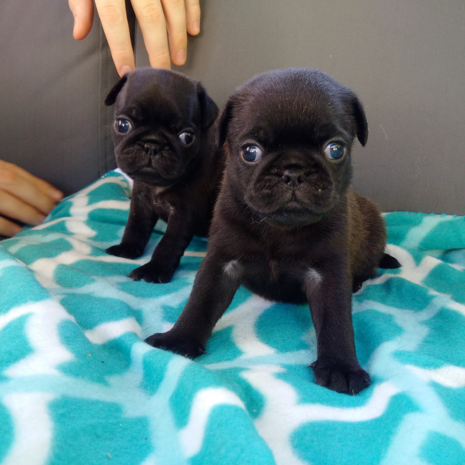 Pug Puppies For Sale | Greenfield, MA #230433 | Petzlover