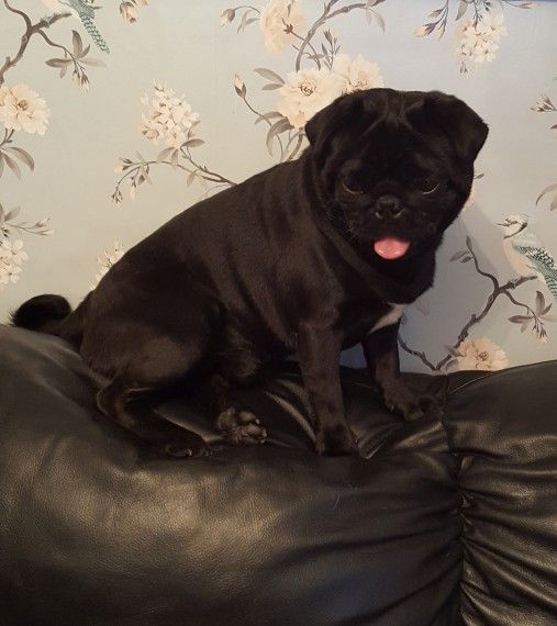 Pug Puppies For Sale | Charlotte Hall, MD #240120