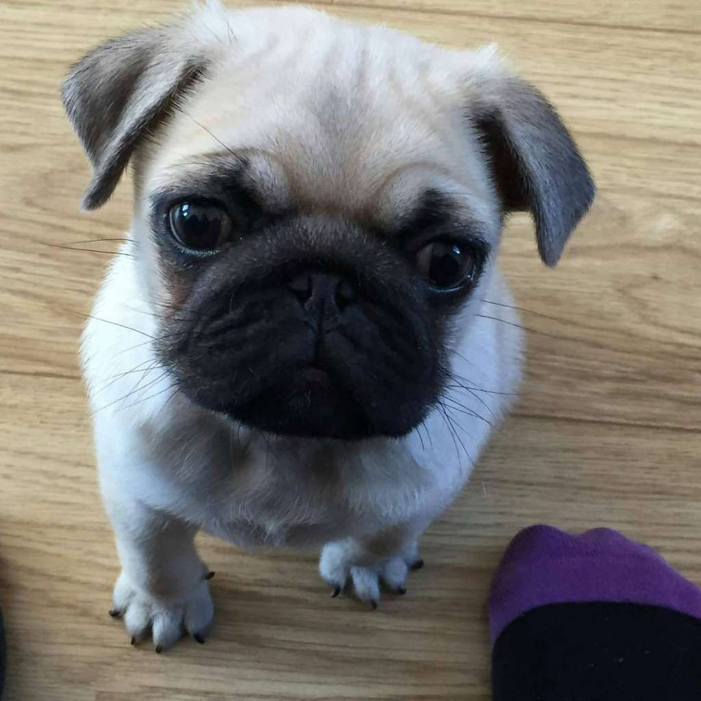 Pug Puppies For Sale | Boston, MA #251309 | Petzlover