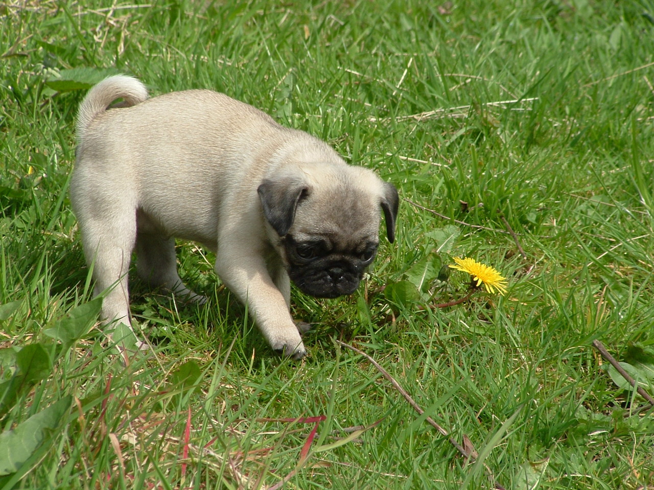 Pug Puppies For Sale | Albuquerque, NM #270191 | Petzlover