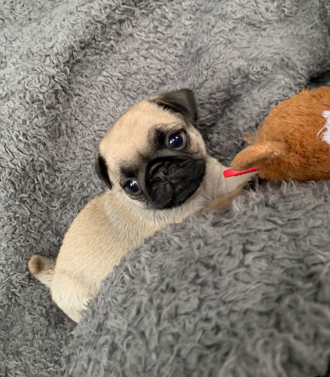 Pug Puppies For Sale | Philadelphia, PA #288217 | Petzlover