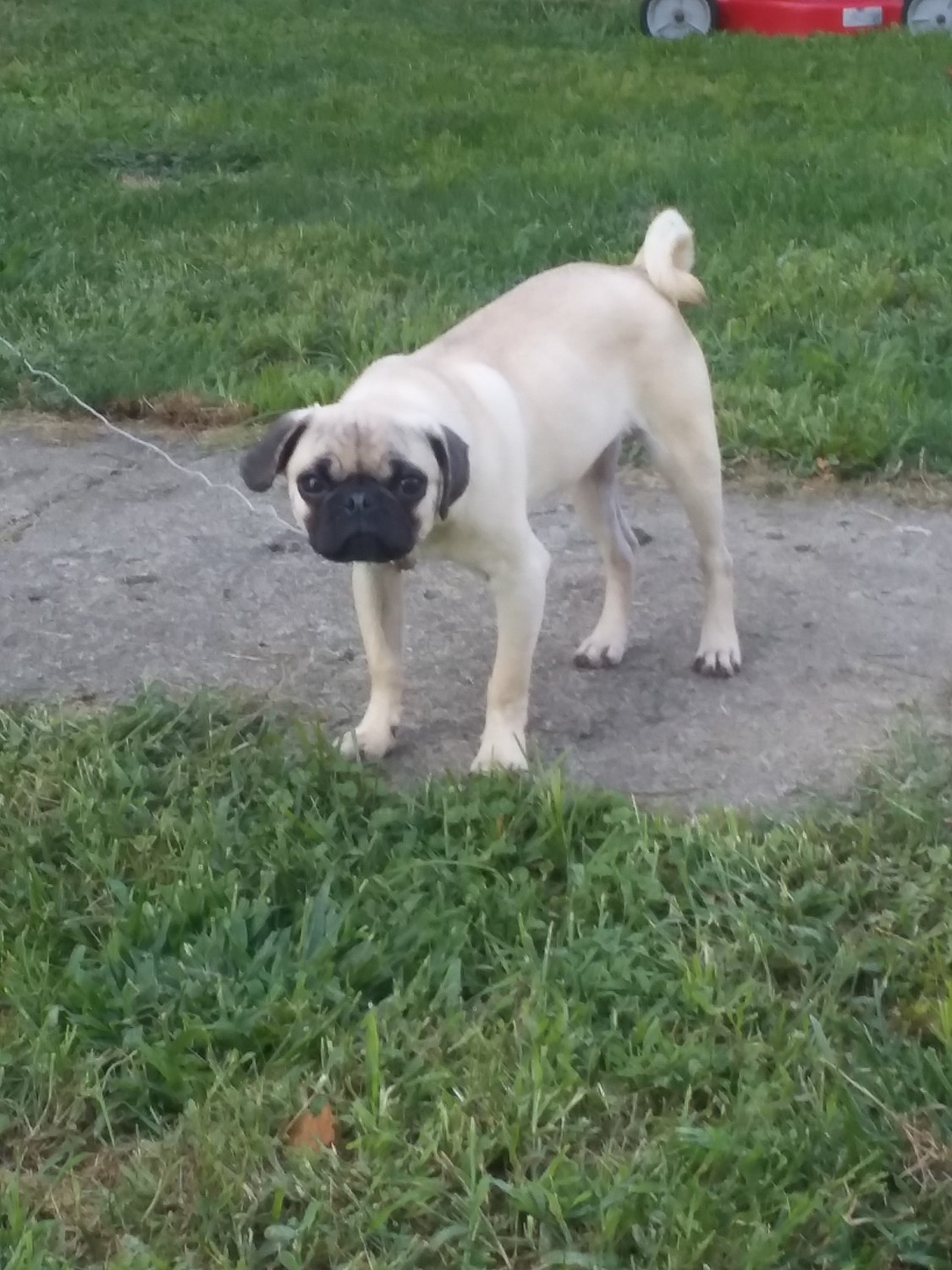 Pug Puppies For Sale | Millersburg, OH #309864 | Petzlover