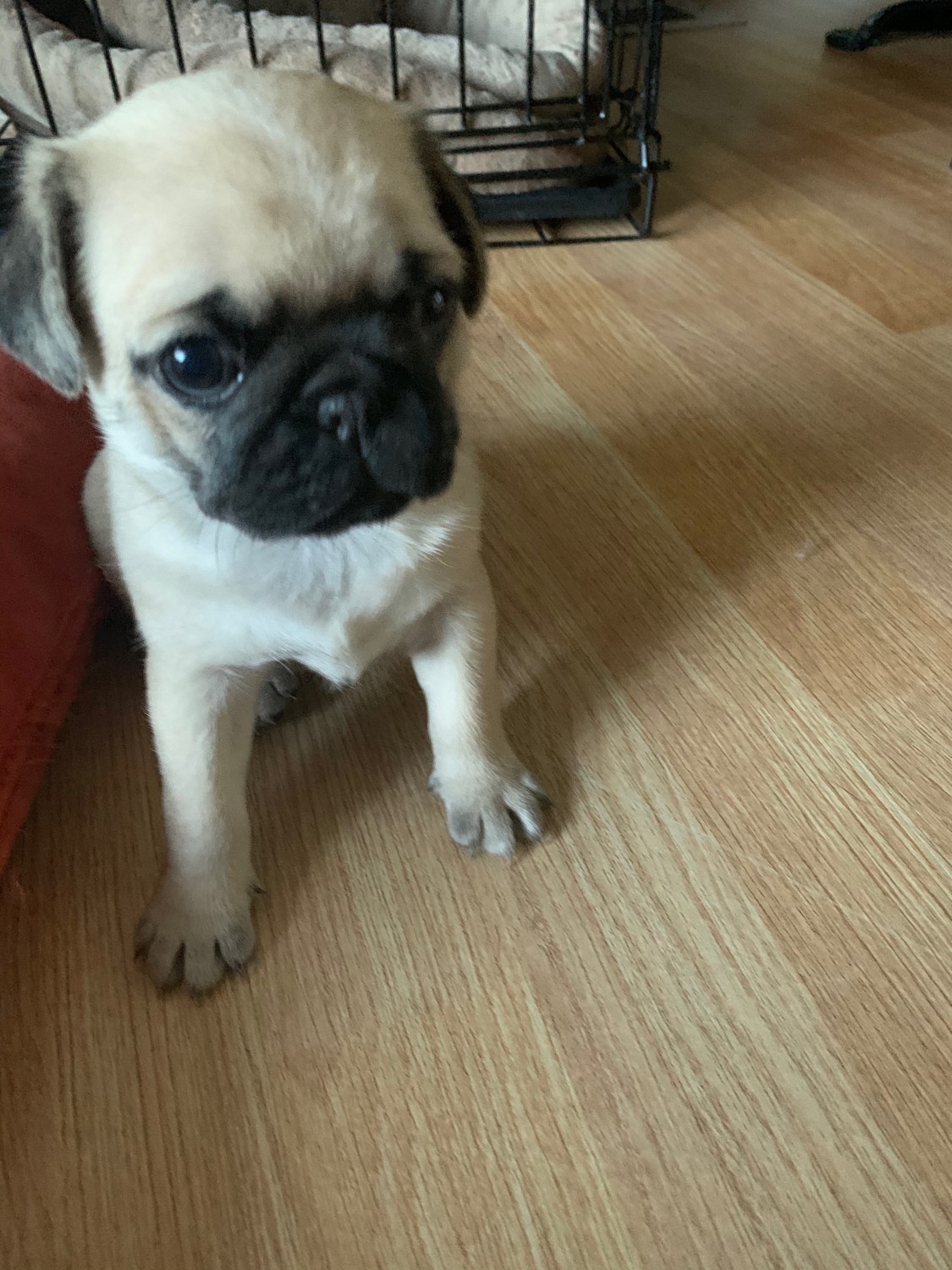 Pug Puppies For Sale | Greeley, CO #312678 | Petzlover