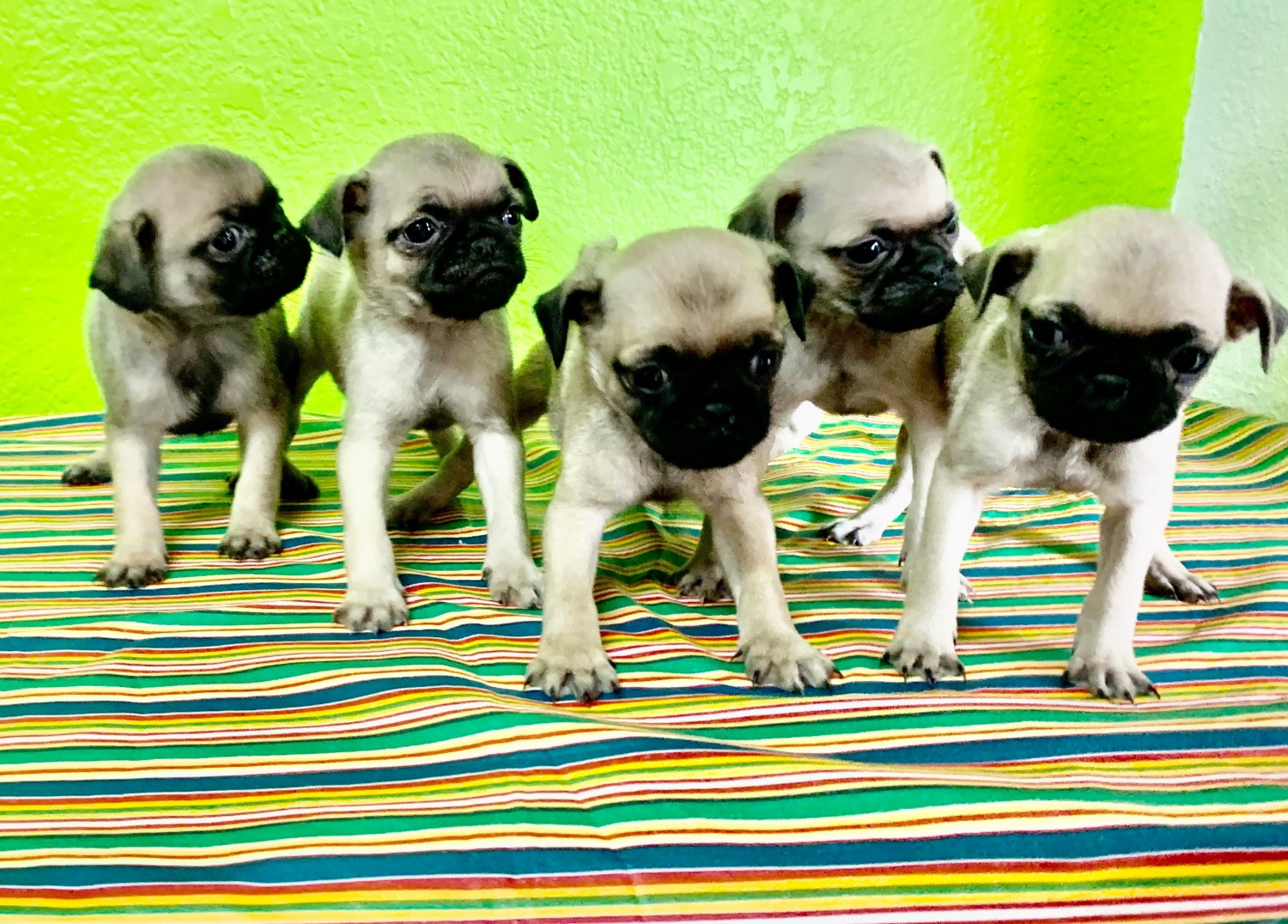 Pug Puppies For Sale | Albuquerque, NM #315787 | Petzlover