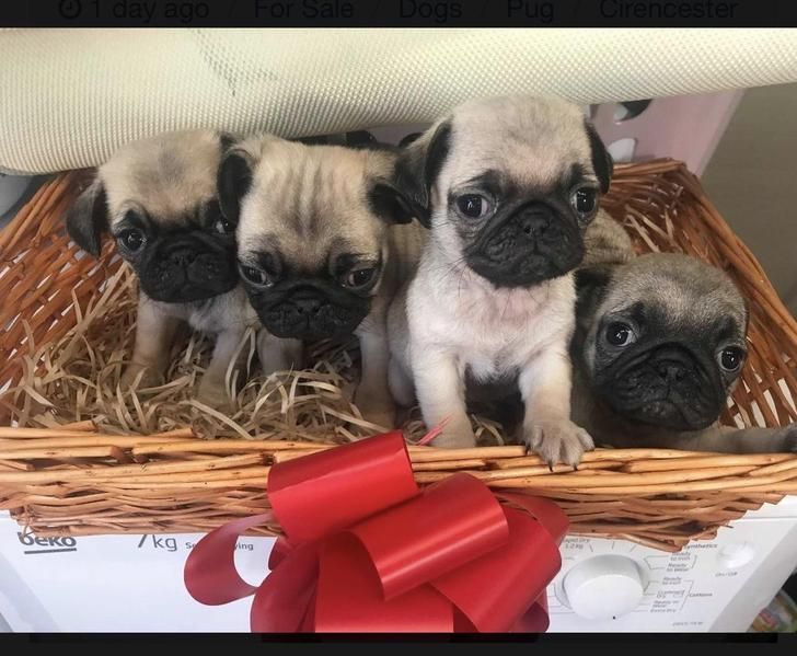 Pug Puppies For Sale | Columbus, OH #329672 | Petzlover