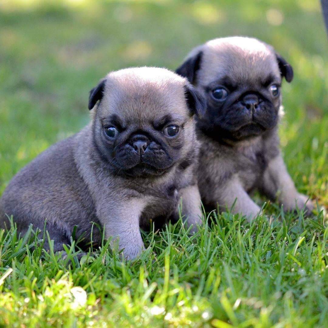 Pug Puppies For Sale | Godfrey Avenue South, AL #334474