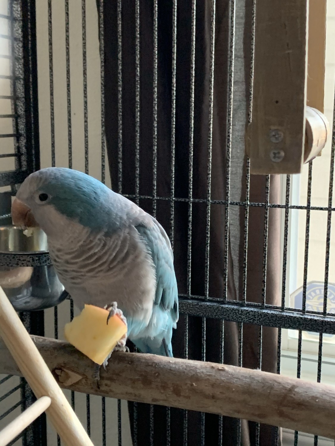 Quaker Parrot Birds For Sale | Cypress, TX #451040